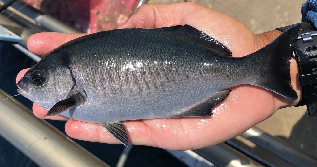 Halfmoon/Blue Perch | California Sea Grant